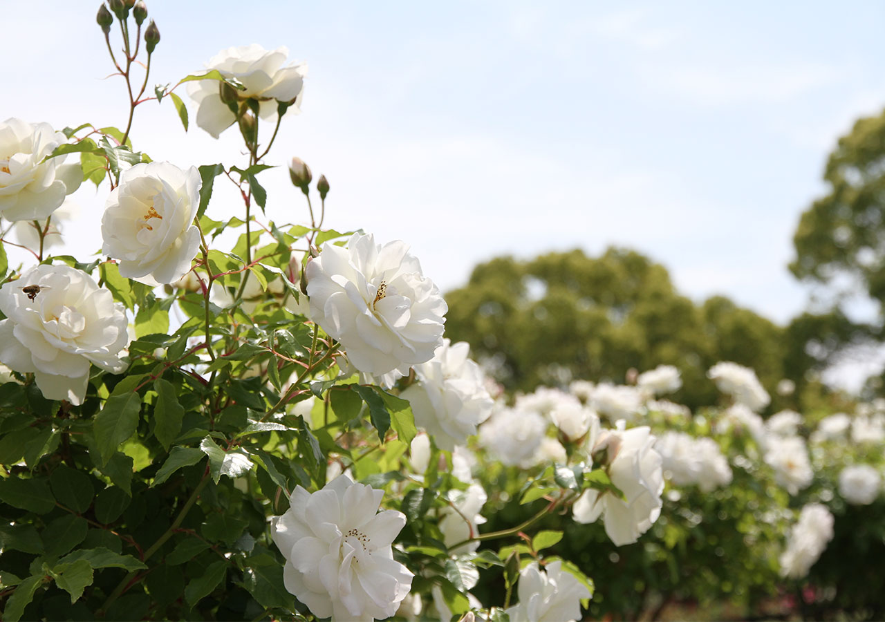 Signification D'une Rose Blanche Unique Quelle Couleur De Roses Offrir