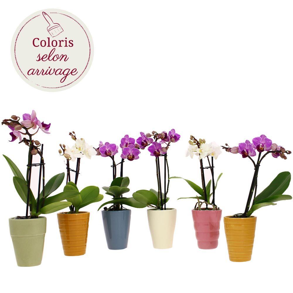 Livraison Express d'Orchidées : 6 Mini Orchidées | Florajet
