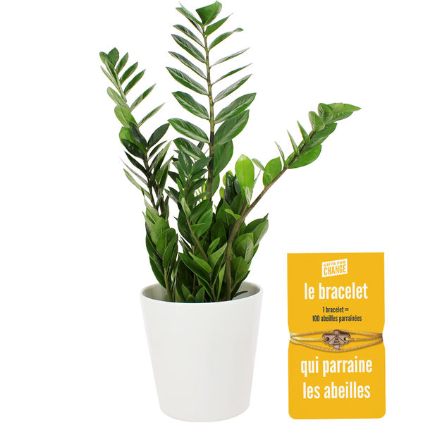 Cadeaux insolites "ZAMIOCULCAS + POT + BRACELET ABEILLE" - Livraison ...